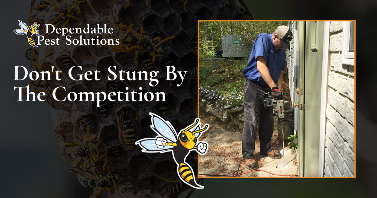 Professional Pest Control In Dover, NH | Dependable Pest Solutions